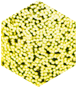 Electric Gold – Cosmetic Bioglitter Sparkle V1 – Today Glitter